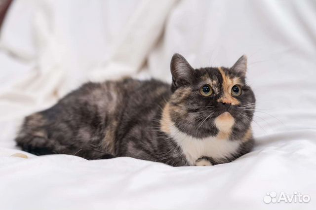 Космическая кошка Чара.,1 год