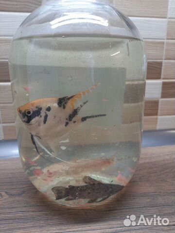 Аквариумные рыбки бесплатно