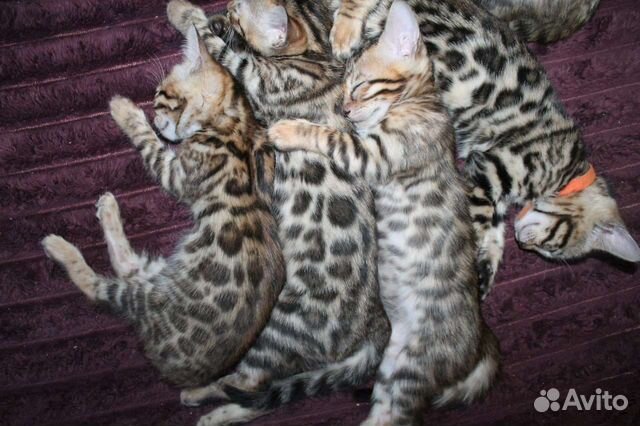 Бенгальские кошечки 2 месяца