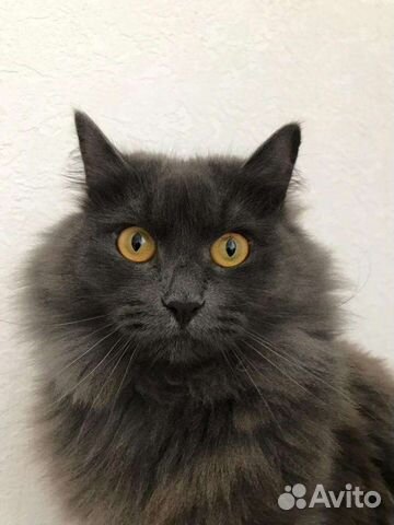 Русская голубая отдам