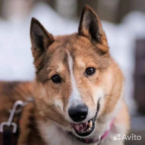 Янтарь метис лайки в добрые руки