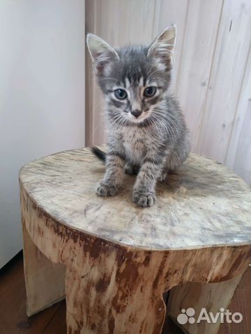 Котенок в добрые руки