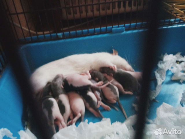 Декоративные крысята