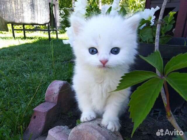 Котята