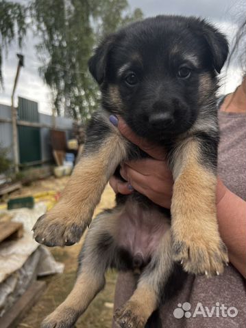 Щенки Восточно европейской овчарки
