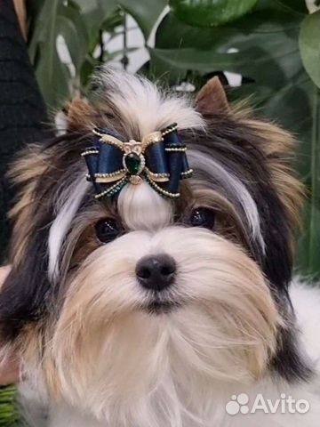 Красивый мальчик породы Бивер