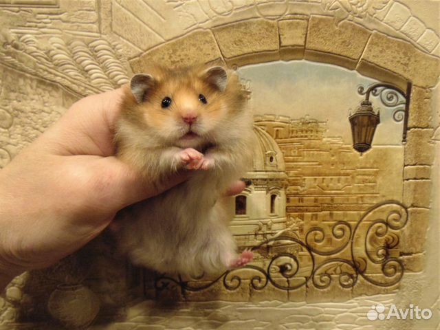 Сирийские. ангорские хомяки с новой клеткой