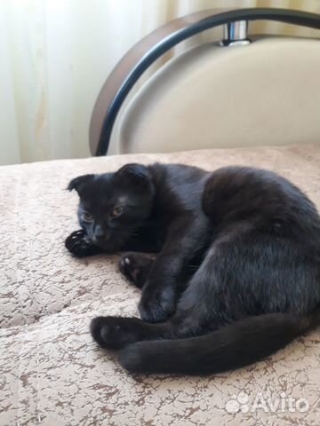 Вислоухий кот