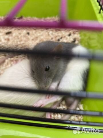 Крысы Дамбо мальчики со всеми принадлежностями