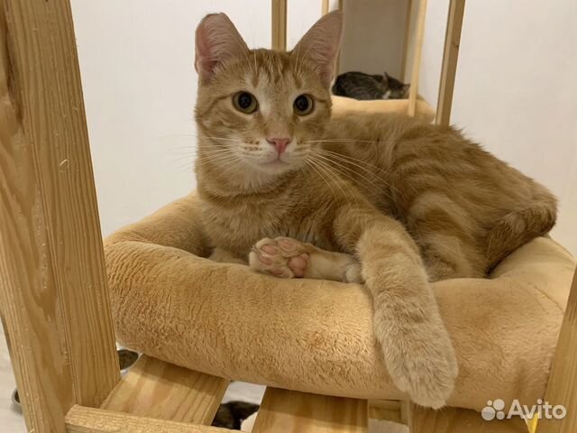 Котик годовасик мраморный