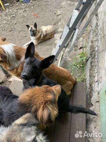 Миниатюрная Стелла ищет дом