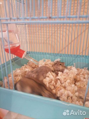 Джунгарский хомяк