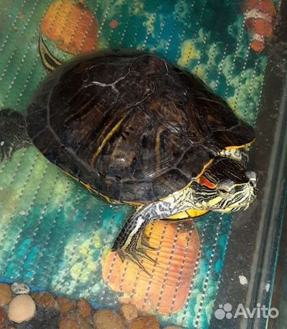 Красноухая черепаха бесплатно