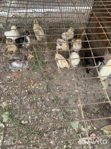 Брамма циплята