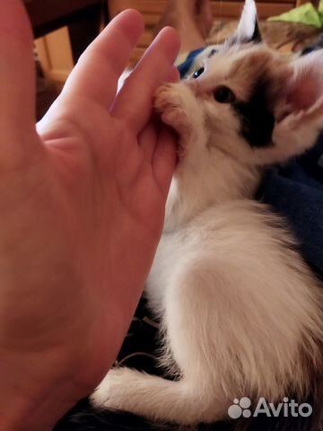 Маленький котенок в добрые руки