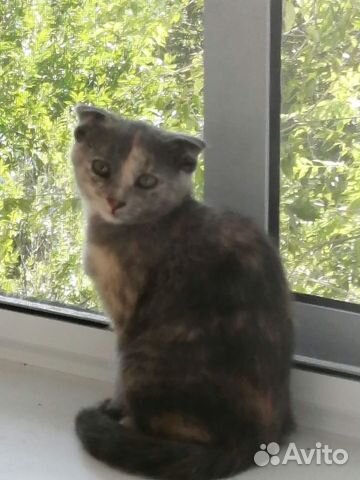 Котенок вислоухий трехцветный