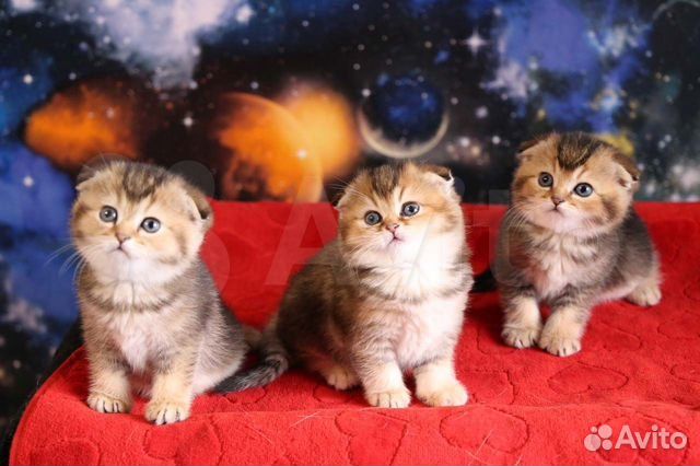 Красивая кошечка Масяня,есть кот