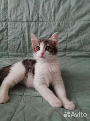 Кошки в добрые руки бесплатно