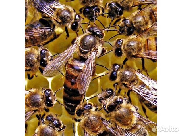 Матка Карпатка плодная F1