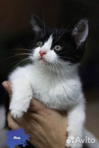 Крошка Инь котенок 2 мес готова ехать домой