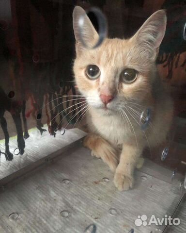 Кошку выпустят на улицу