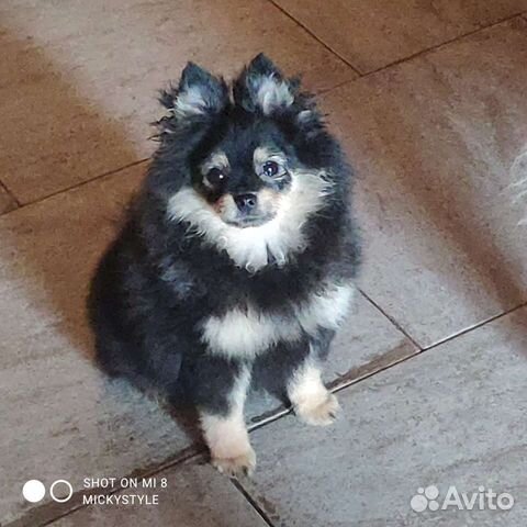 Шпиц девочка