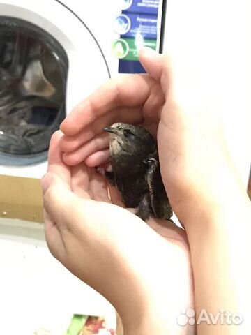 Стриж птенец