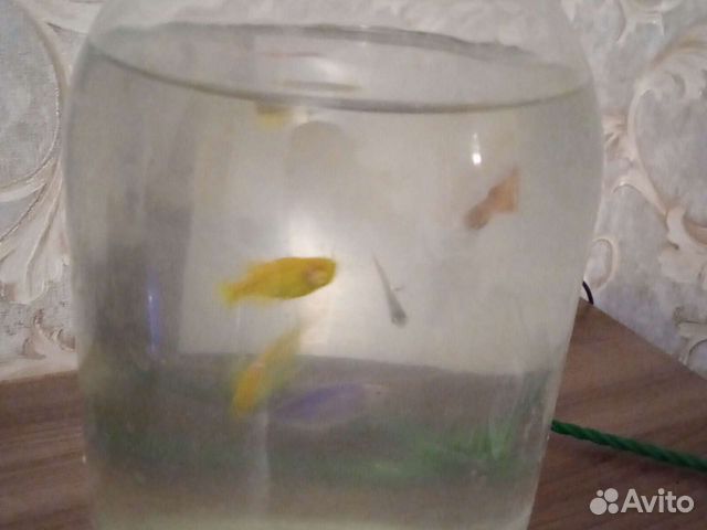 Аквариумные рыбки и растения фильтр грунт