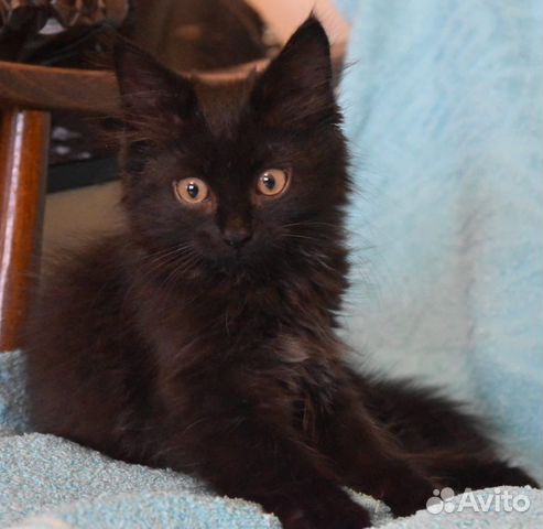 Черный котенок ищет дом