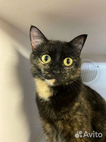 Золотая Кики ищет дом