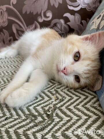 Котенок Бусеныш