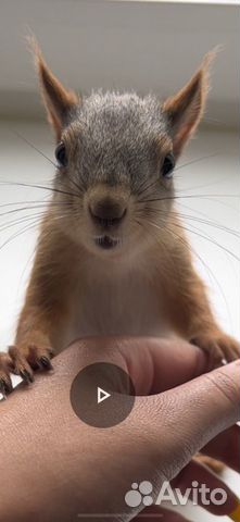 Белка лесная