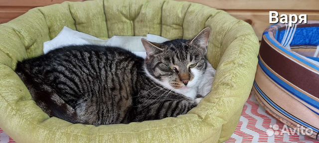 Кошка Варя в добрые руки