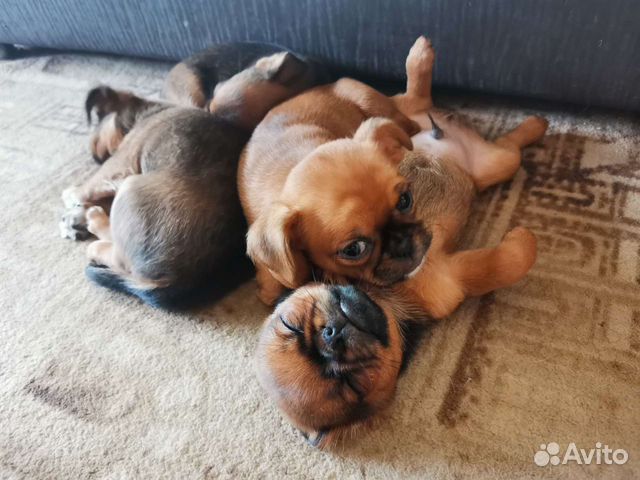 Щенки пти брабансона