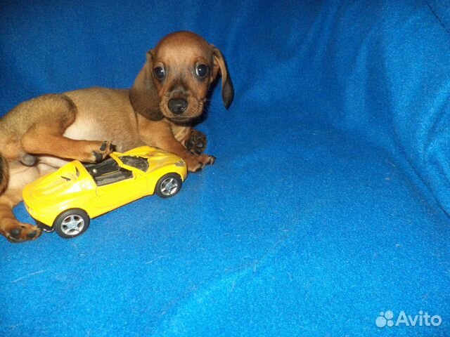 Рыжий красавец