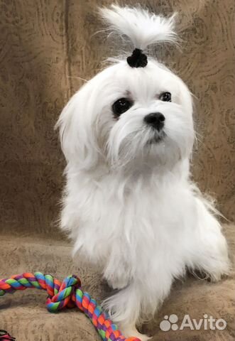 Мальчик Мальтезе