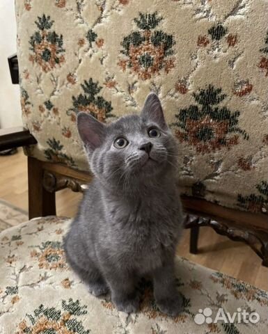 Кот котенок серый