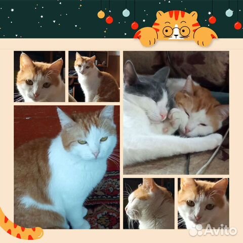 Рыженька три зимы спасалась на дачах