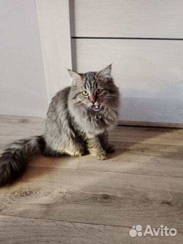 Отдам в добрые руки котенка