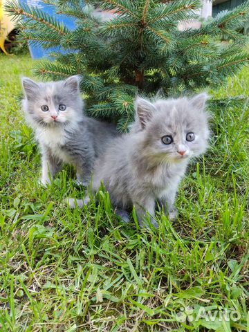 Котята