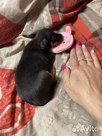 Маленькая собака той терьер