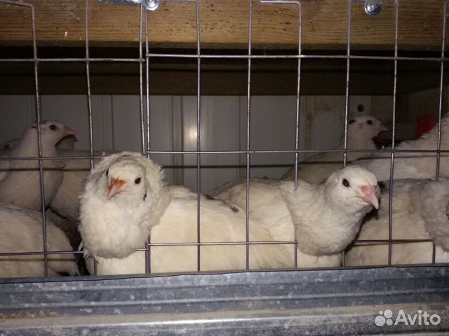 Перепела Техасский белый