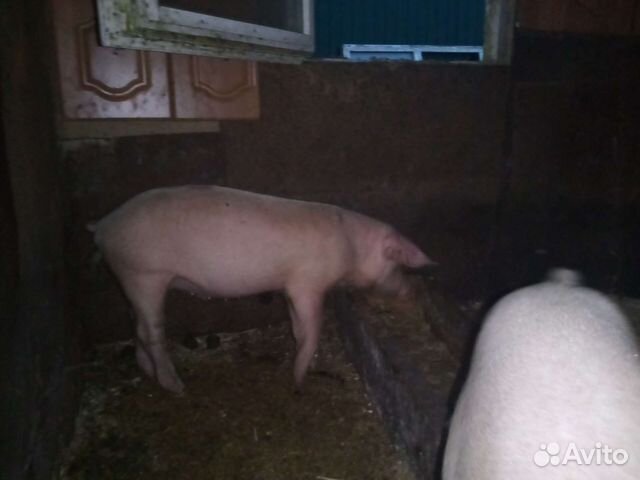 Поросенок ландрас