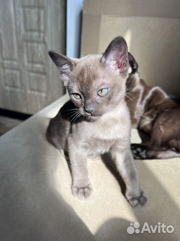 Бурманские котята