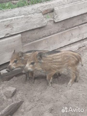 Дикий кабан, поросенок