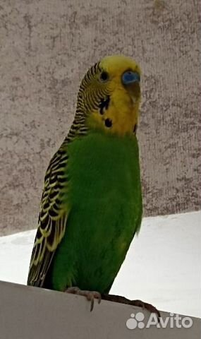 Найден попугай (Левенцовка)