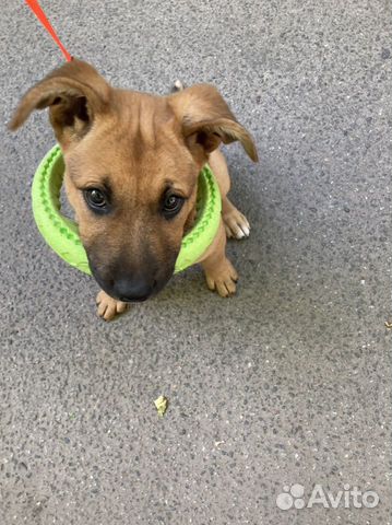 Щенок в добрые руки