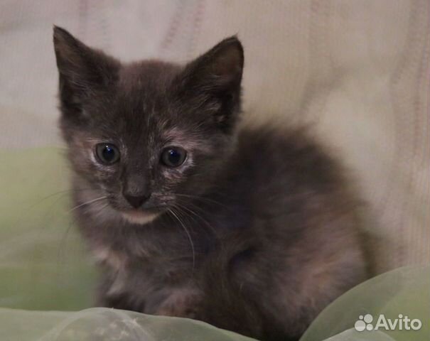 Кошечка 1,5 месяца ищет дом