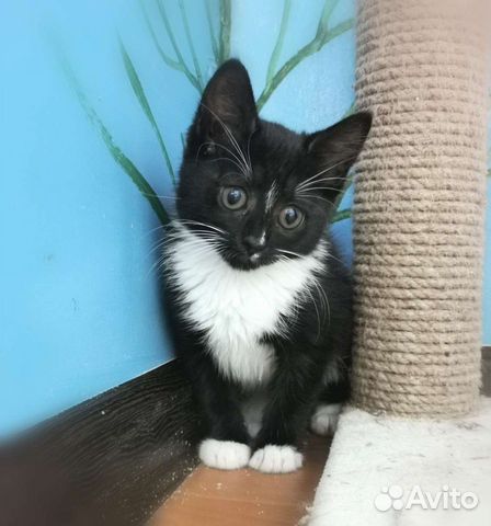 Котёнок в добрые руки