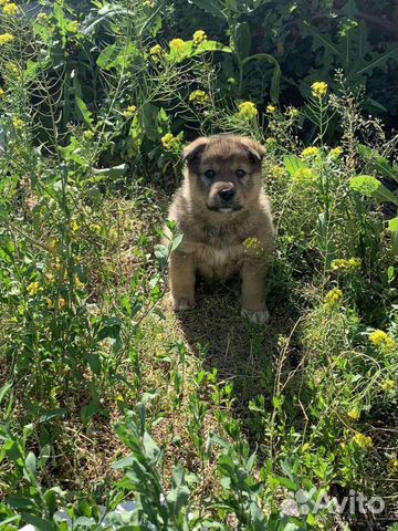 Щенки в надёжные руки